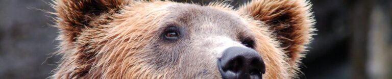 Basic Bear Baiting Barrel Designs – Bear Baiting Tips